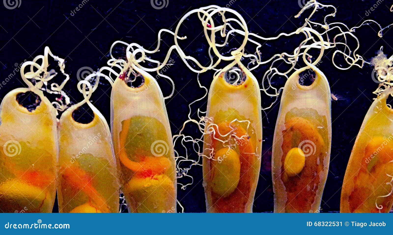 Shark Eggs (SCYLIORHINUS CANICULA) Under Water Stock Image - Image of ...