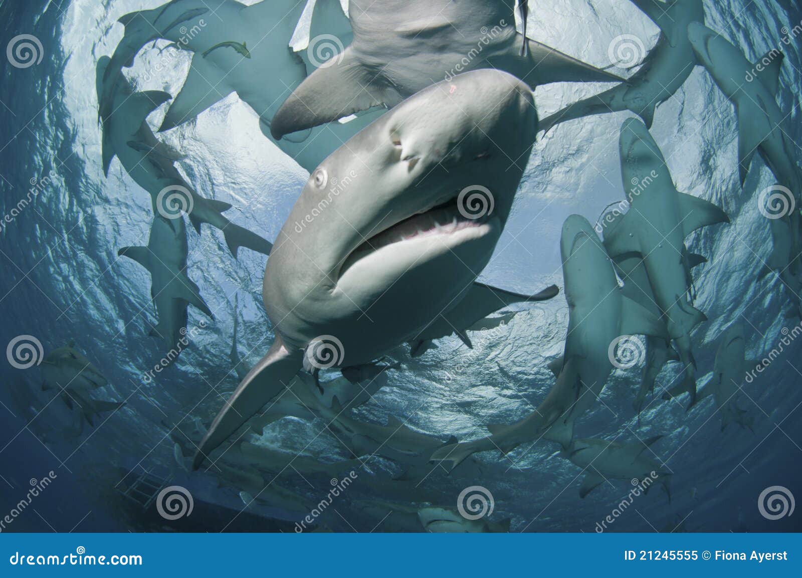 Shark encounter stock image. Image of ocean, light, fish - 21245555