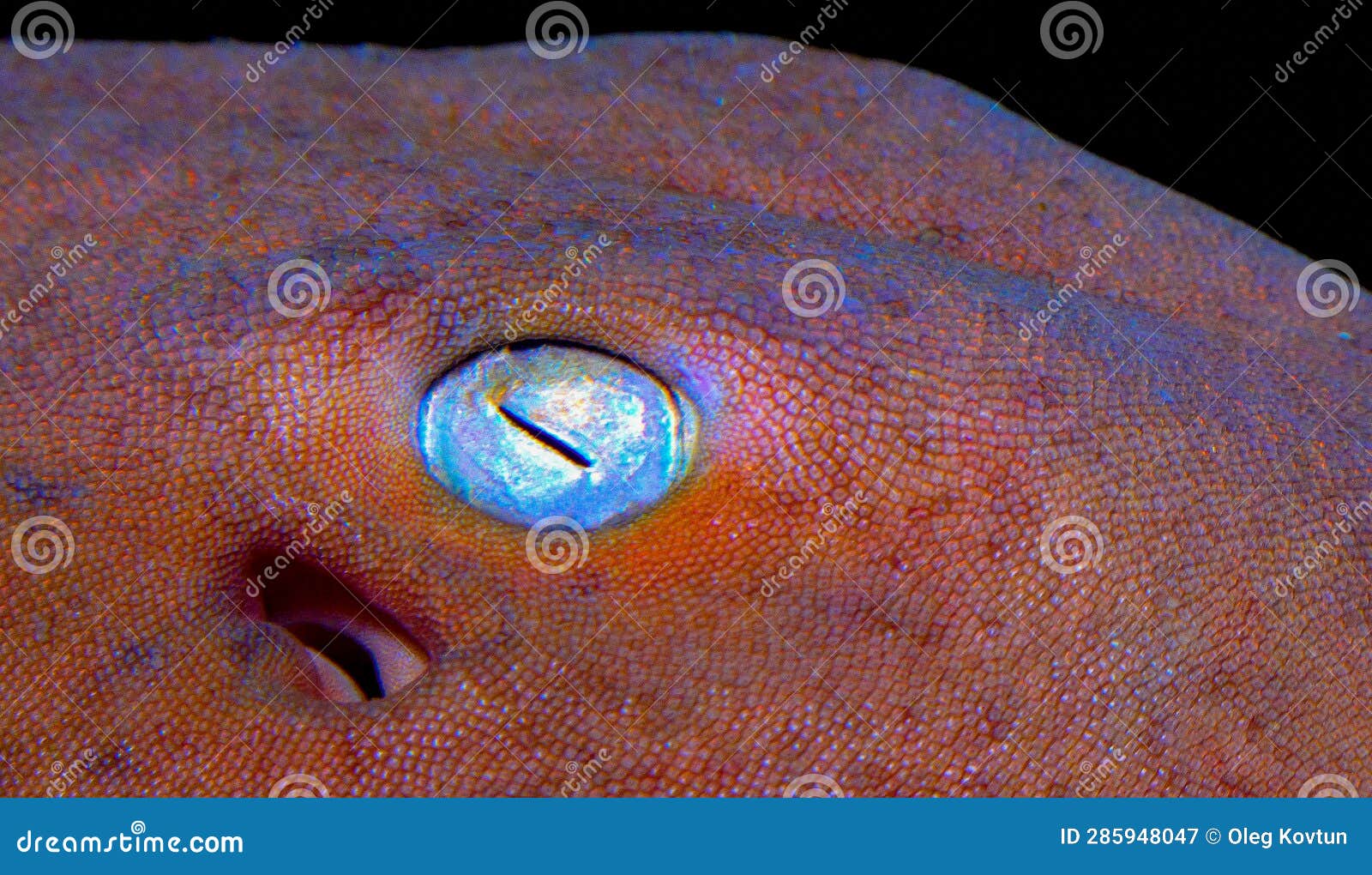 Shark Eye with Pink Skin in Aquarium Stock Image - Image of underwater ...