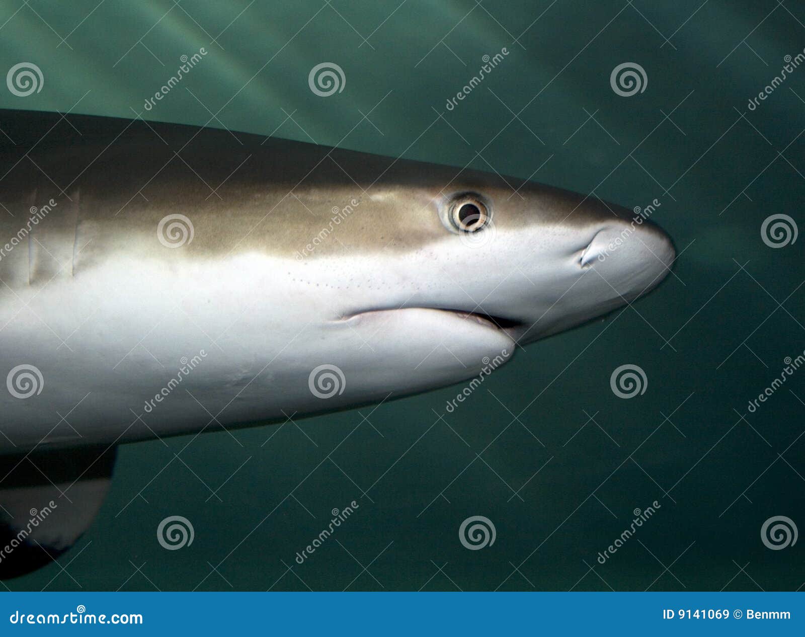 Shark face stock image. Image of longimanus, mouth, diving - 9141069