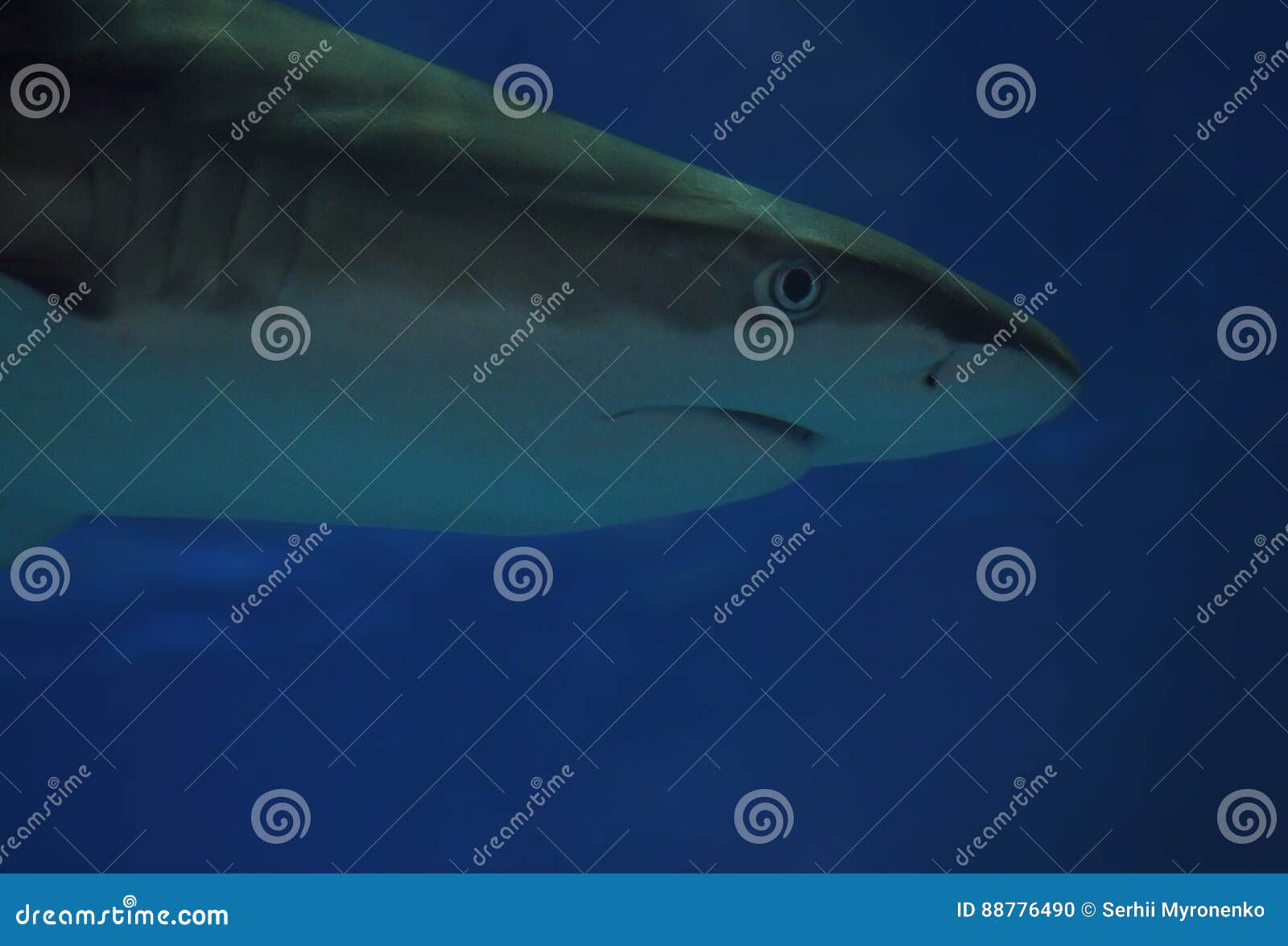 Shark Face Head Close-up at the Blue Water Stock Photo - Image of ...