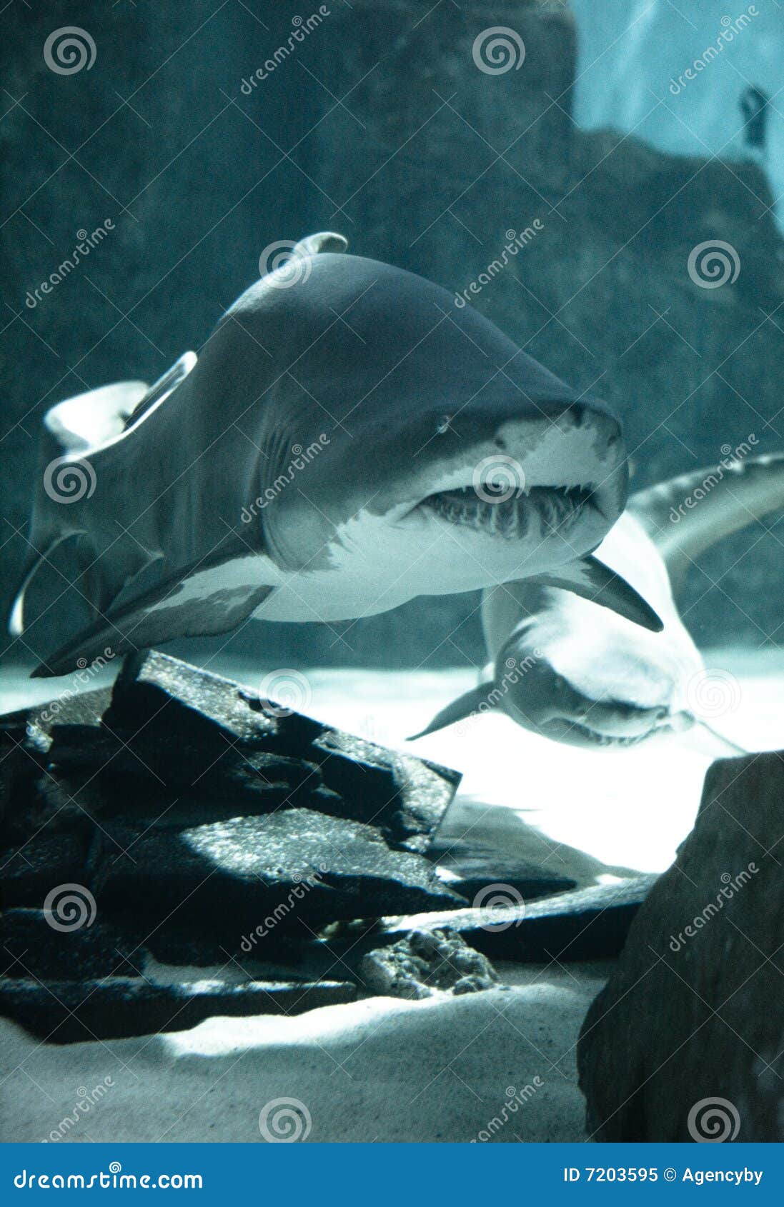 Shark family stock image. Image of swimming, blue, family - 7203595