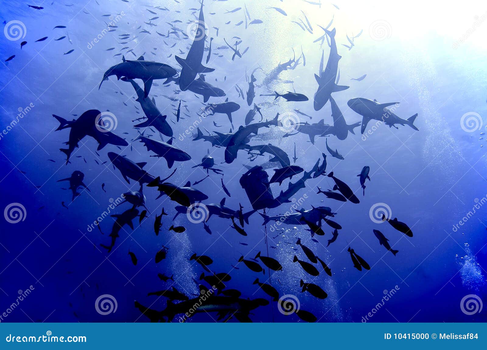 Shark feeding frenzy stock photo. Image of marine, fish - 10415000