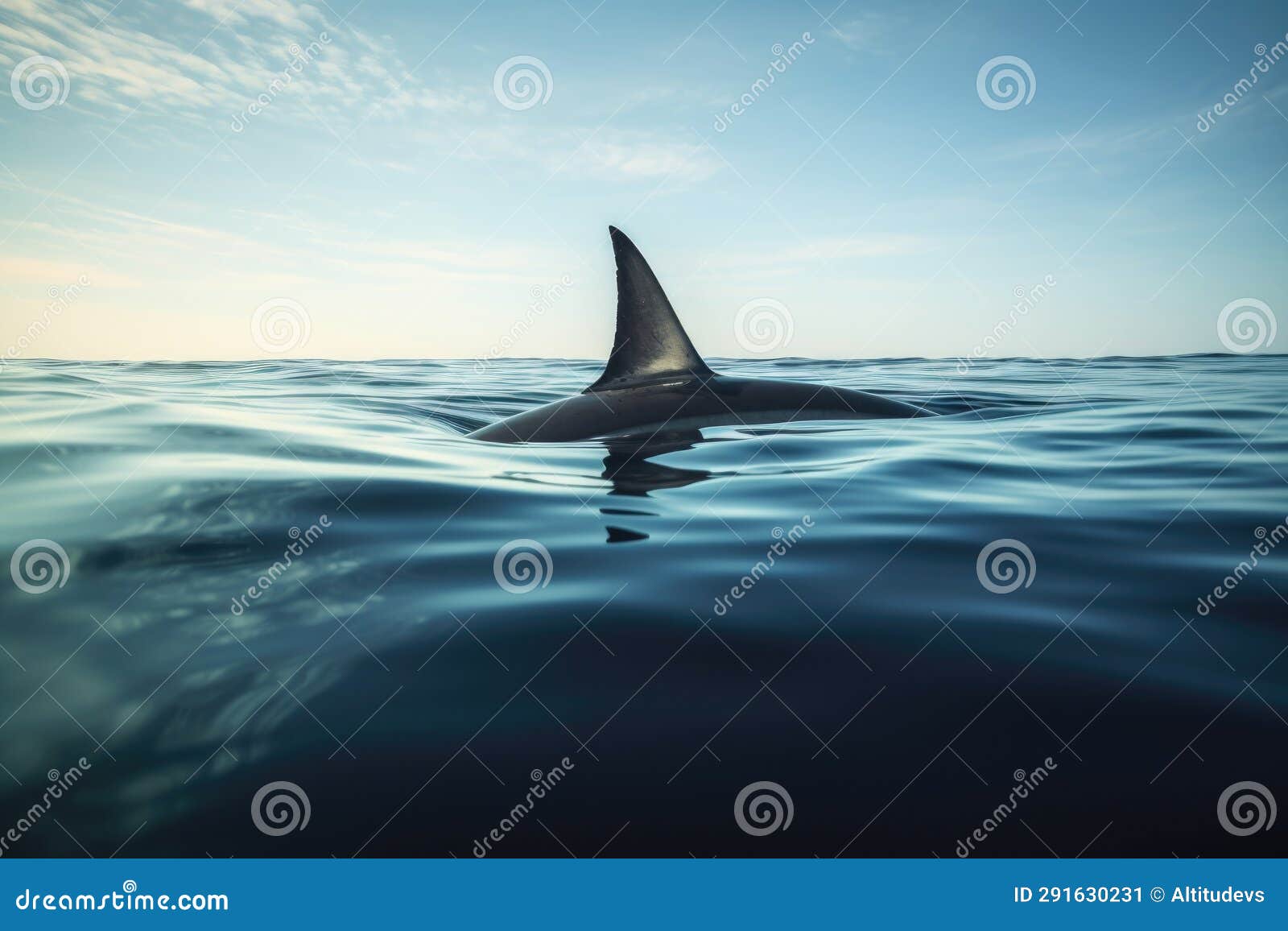 A Shark Fin Above Calm Sea Surface Stock Image - Image of nature ...