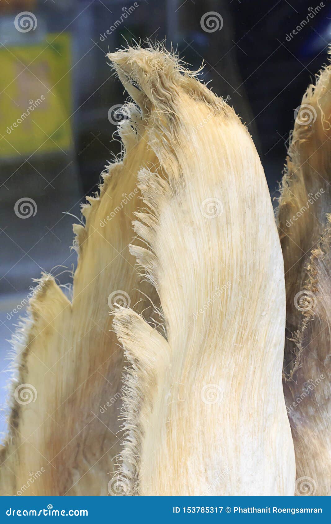 Shark Fin Dry Close Up in the Market Stock Image - Image of asia, dried ...