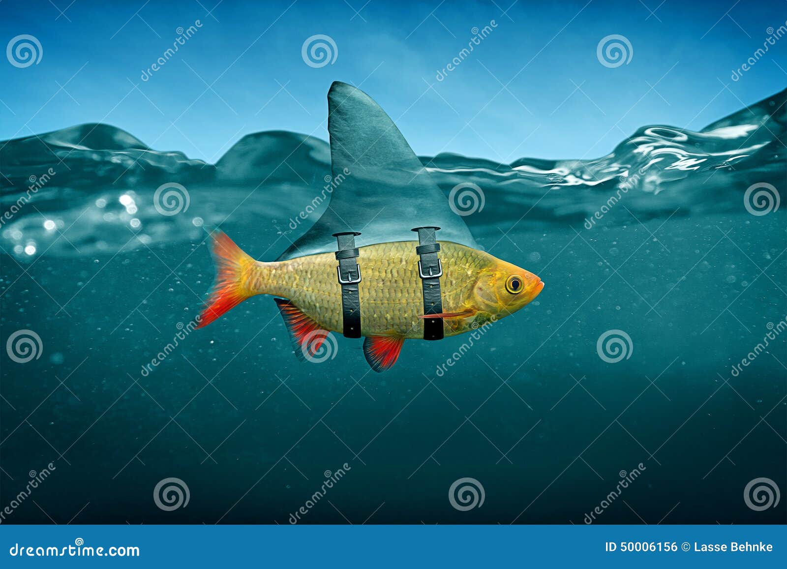 Shark Fin stock photo. Image of shark, pretend, swim - 50006156