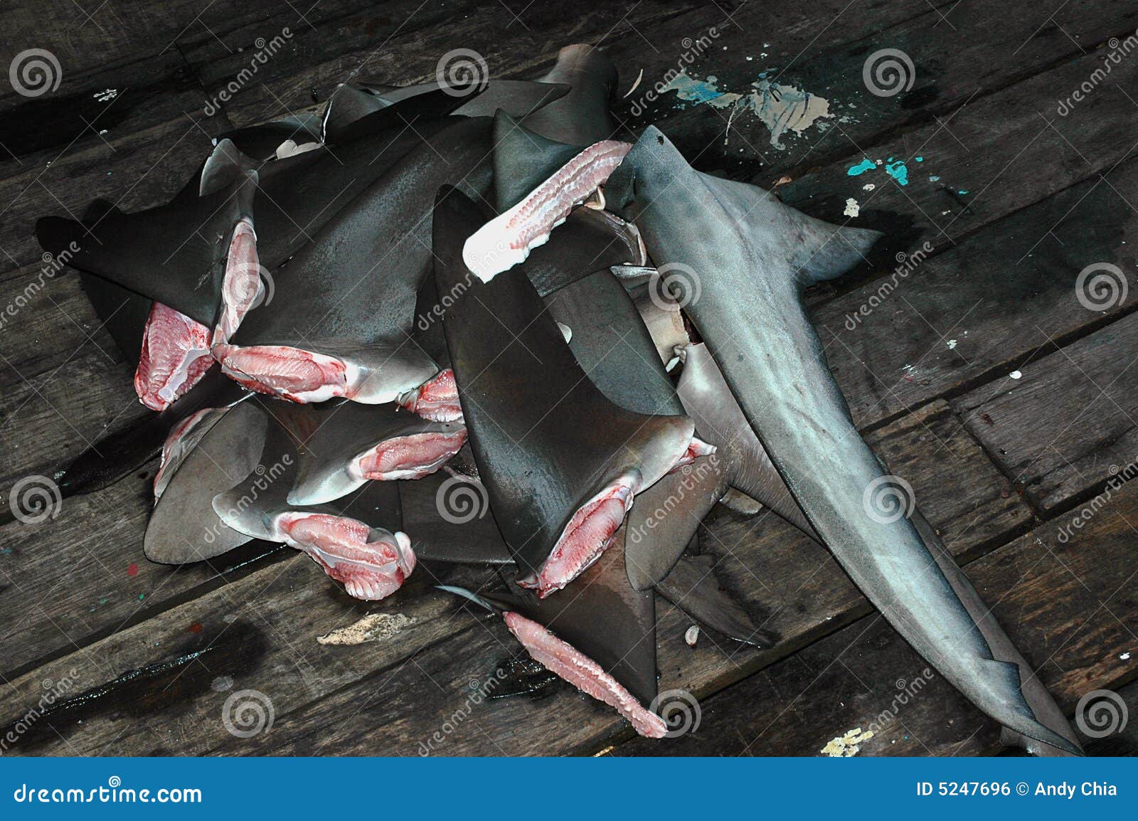 Shark fins stock photo. Image of fishing, protection, food - 5247696