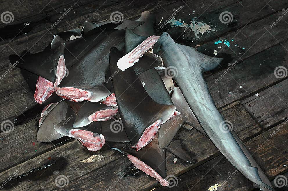 Shark fins stock photo. Image of fishing, protection, food - 5247696