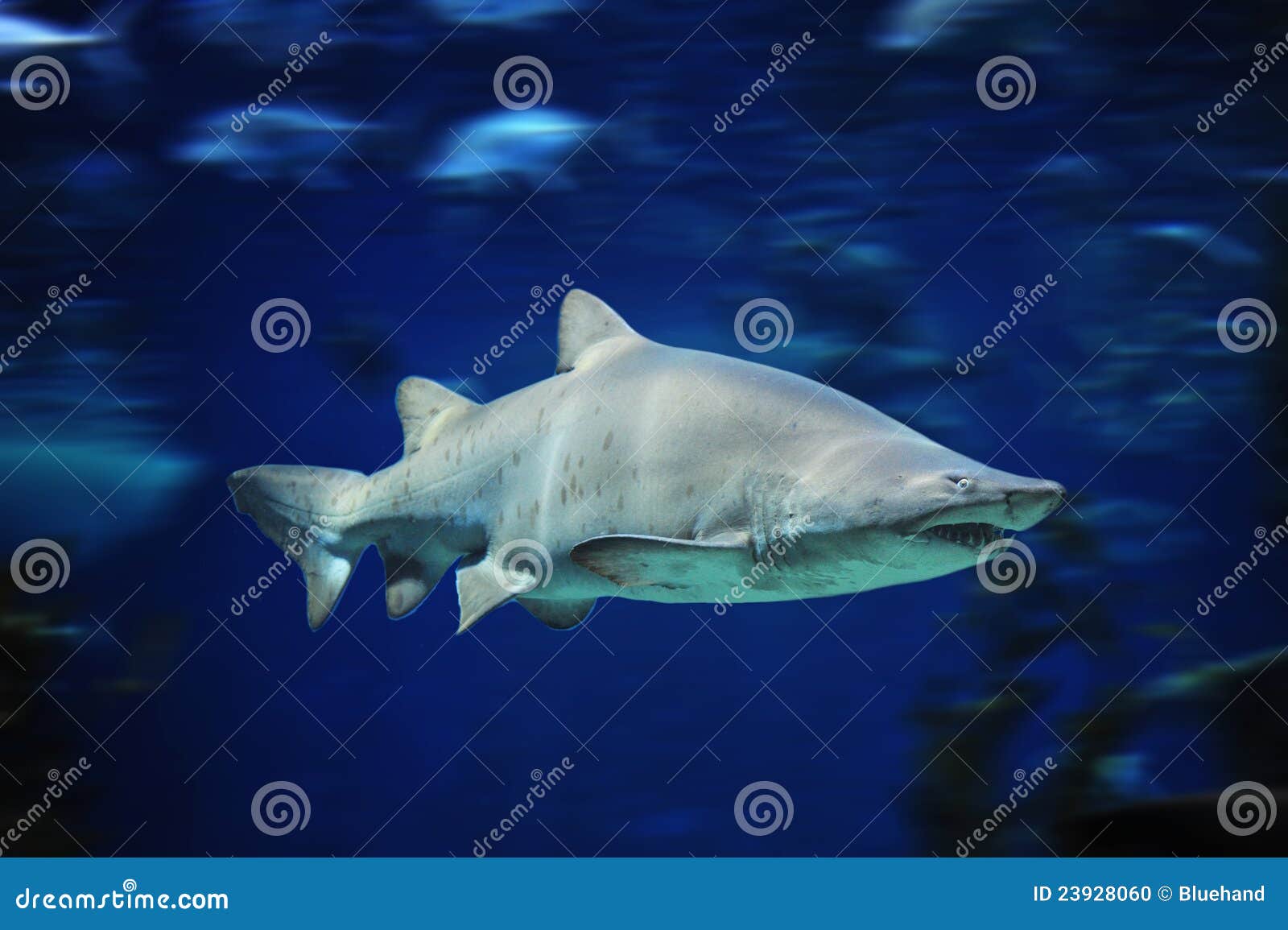 Shark Fish, Bull Shark, Marine Fish Underwater Stock Photo - Image of ...