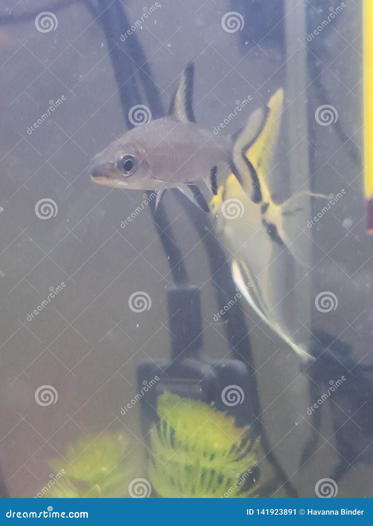 Shark stock image. Image of mini, shark, fish, nature - 141923891