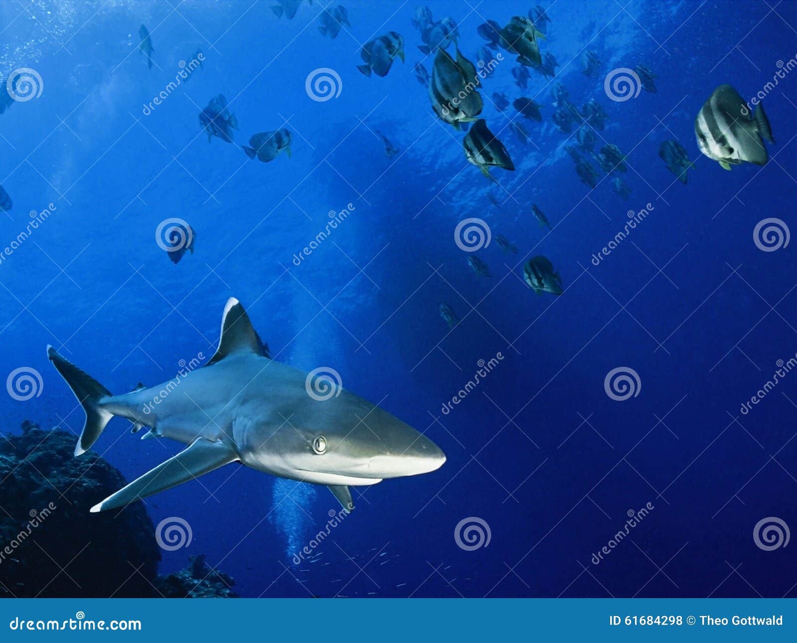 Shark and fish in ocean stock photo. Image of swim, school - 61684298