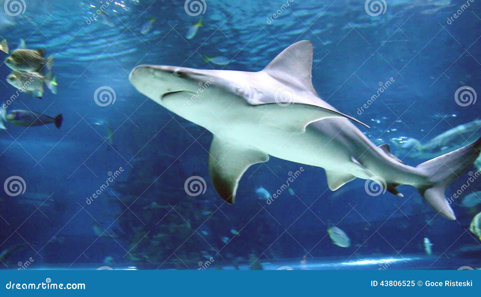 Shark and fish swimming stock video. Video of marine - 43806525