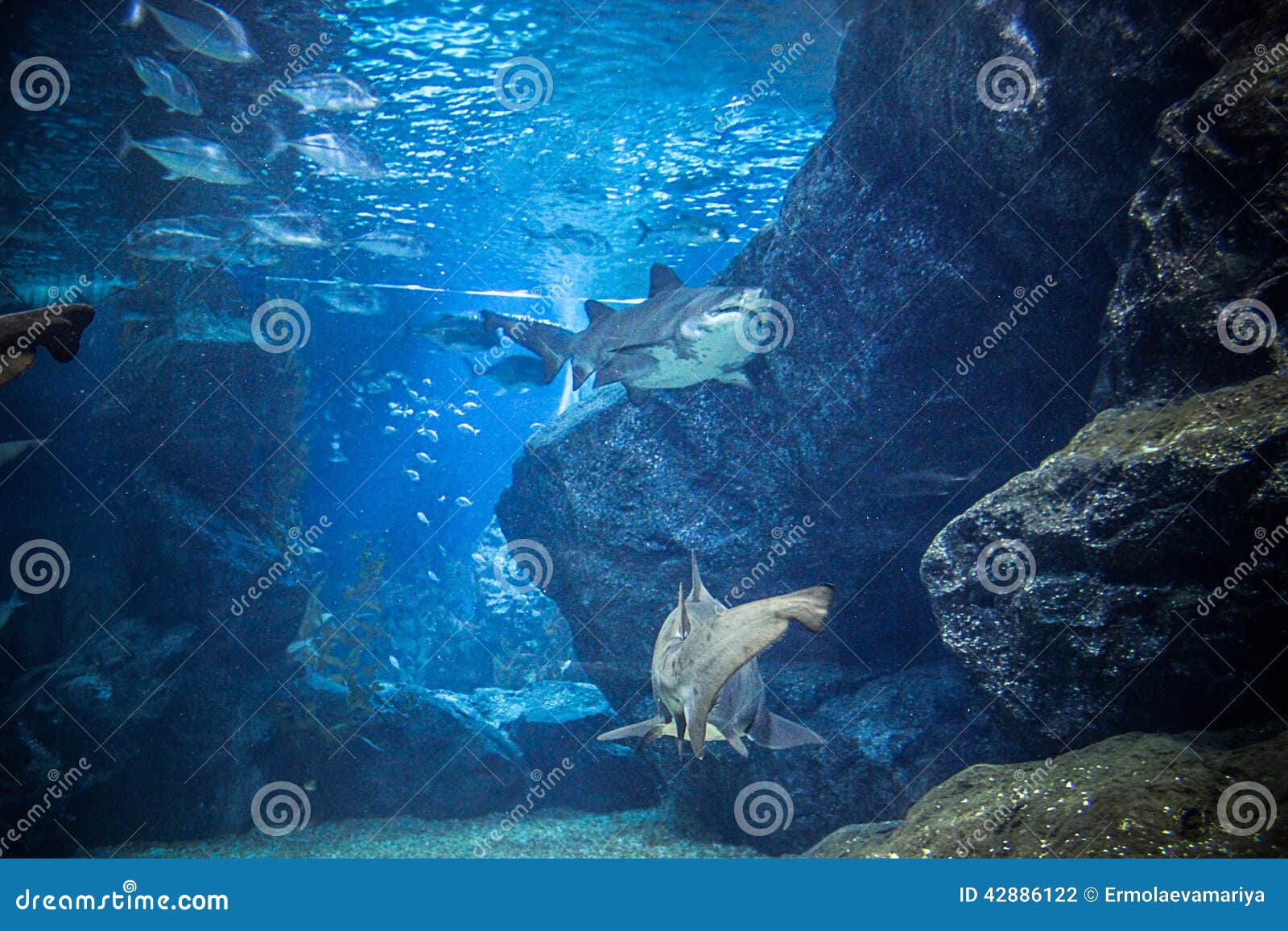 Shark with Fish Underwater in Natural Aquarium Stock Photo - Image of ...