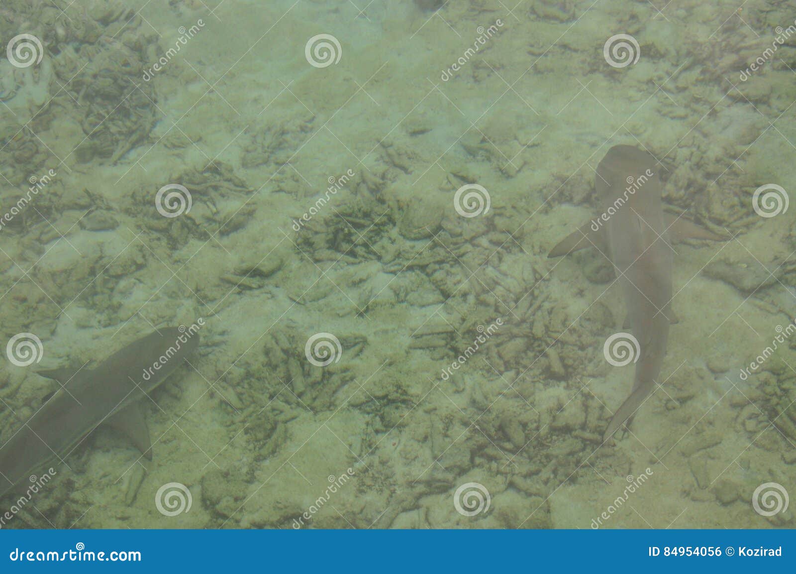The Shark Floating in the Java Sea. Karimunjawa Stock Photo - Image of ...