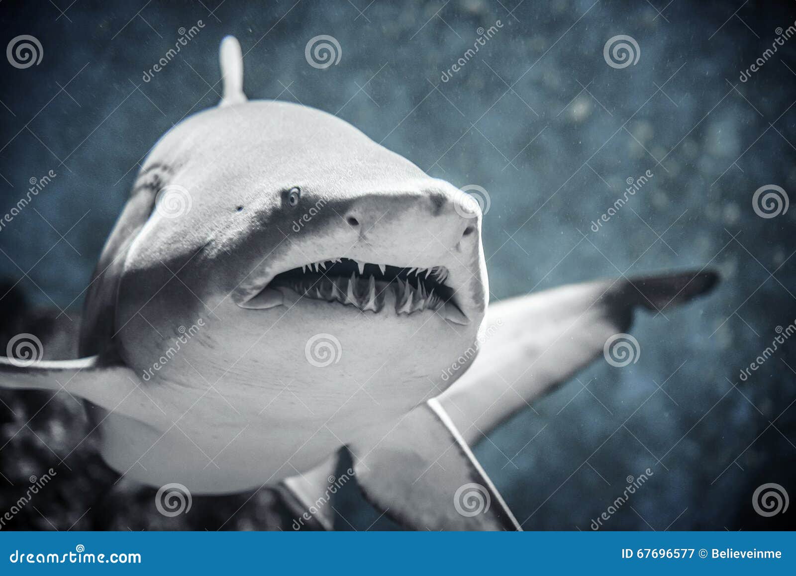 Shark floating in water. stock image. Image of killer - 67696577