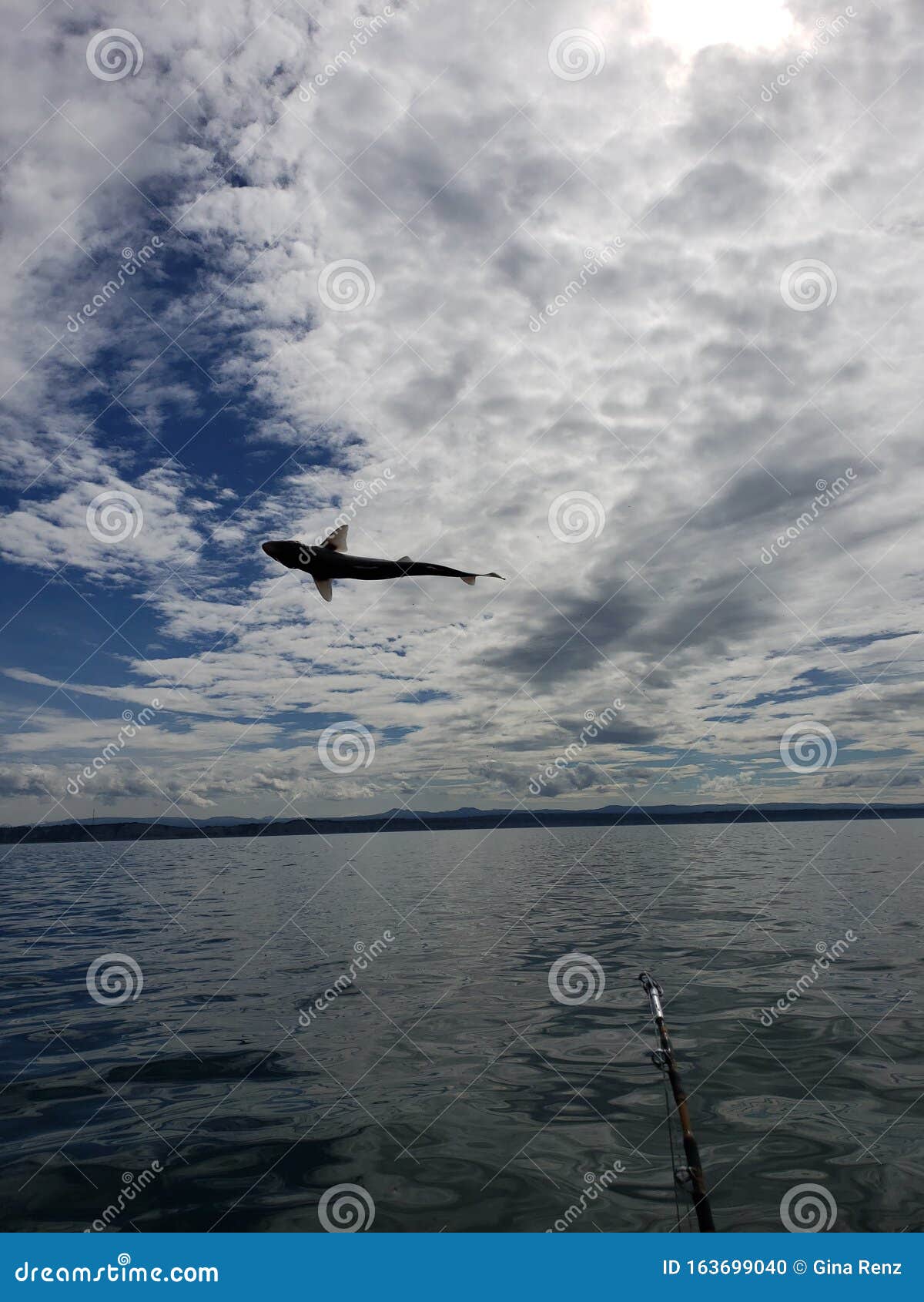 Shark fly by stock photo. Image of shark, ocean, fish - 163699040