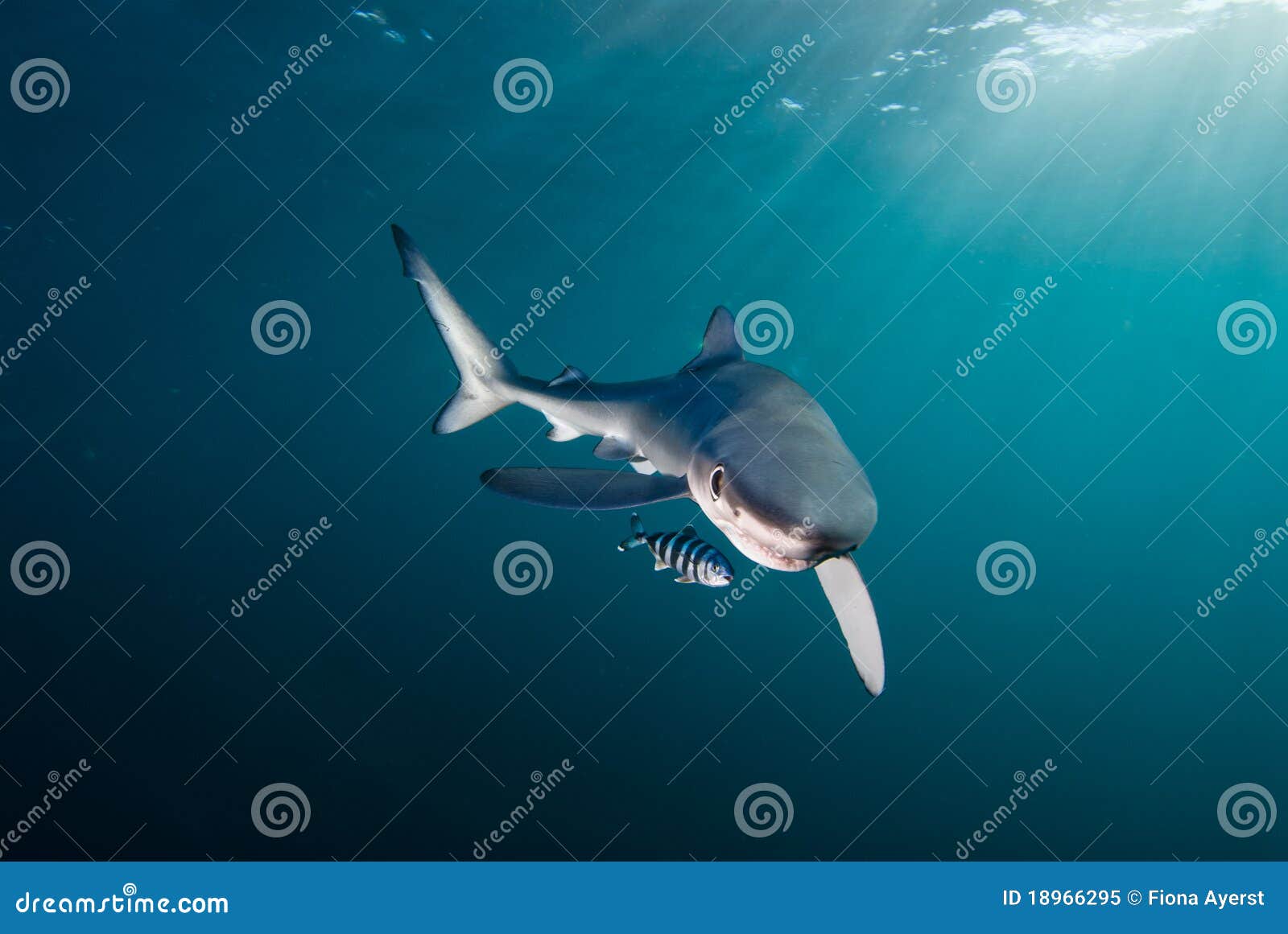 Shark and friend stock image. Image of large, juvenile - 18966295