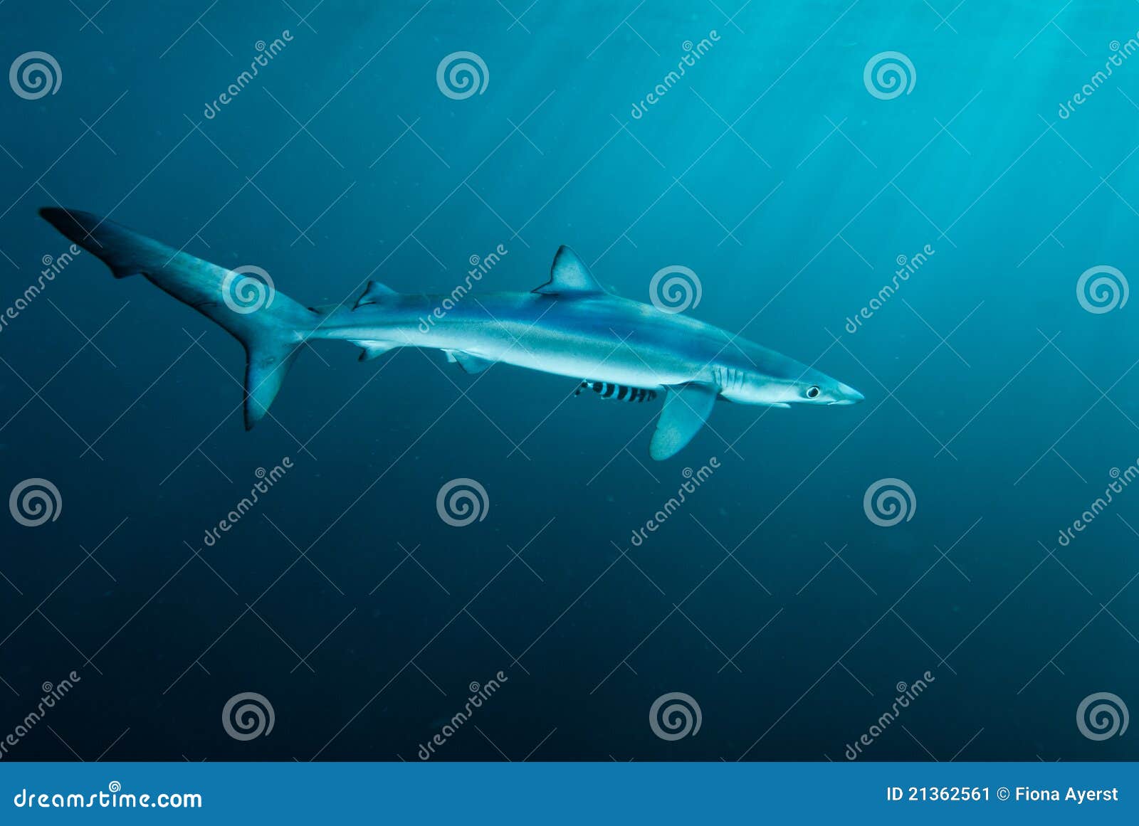 Shark and friend stock image. Image of fish, kleinbaai - 21362561