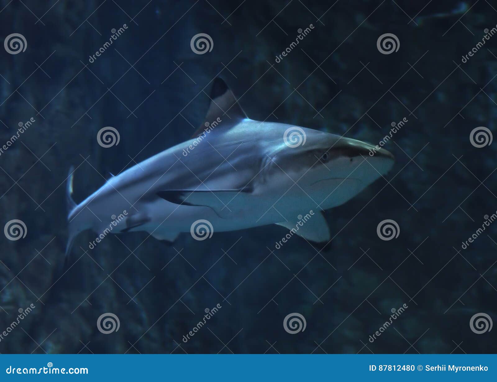 Shark Full Size at Deep Ocean Stock Photo - Image of nature, ocean ...
