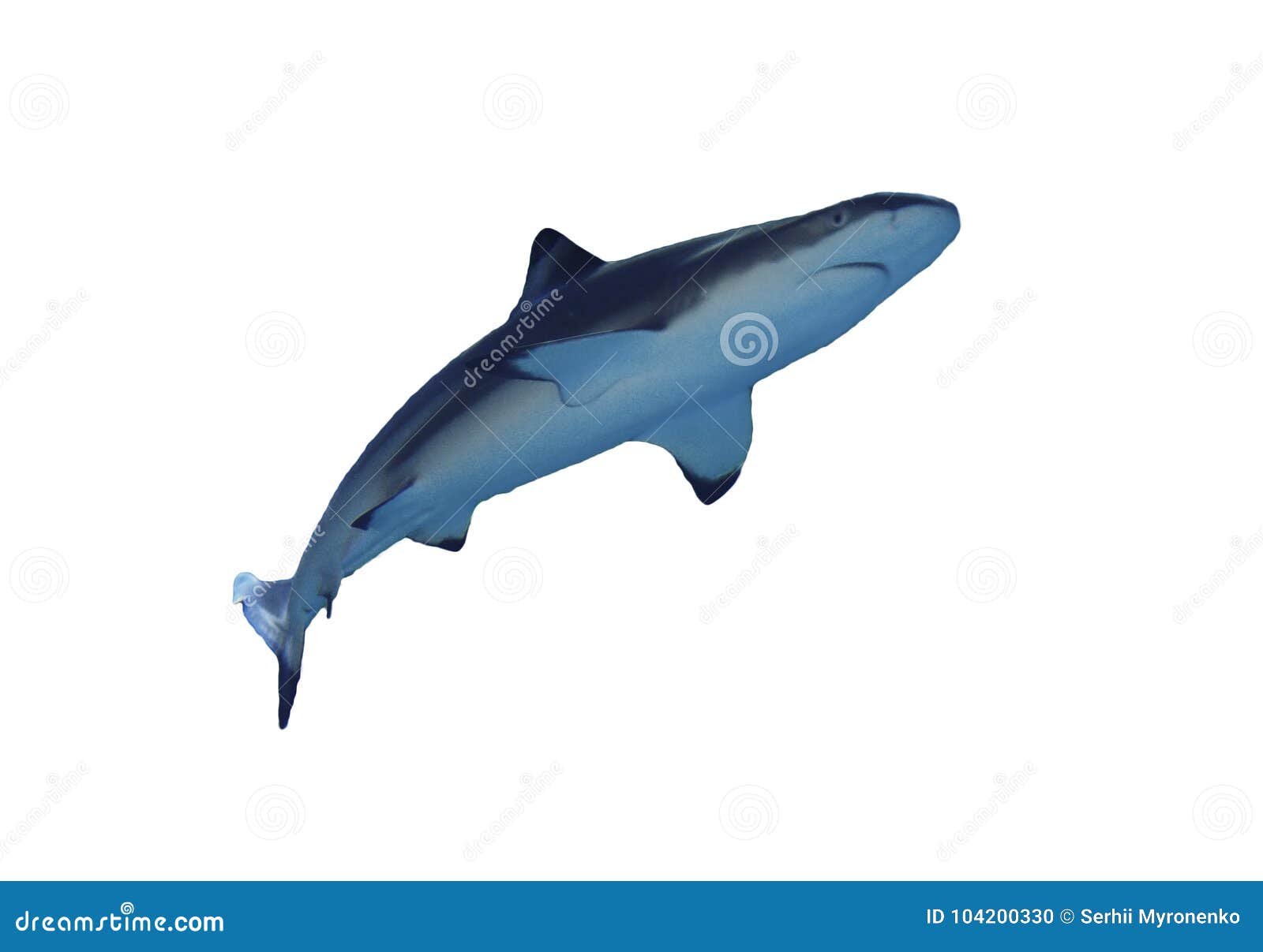 Shark Full Size Isolated on White Stock Photo - Image of diving ...