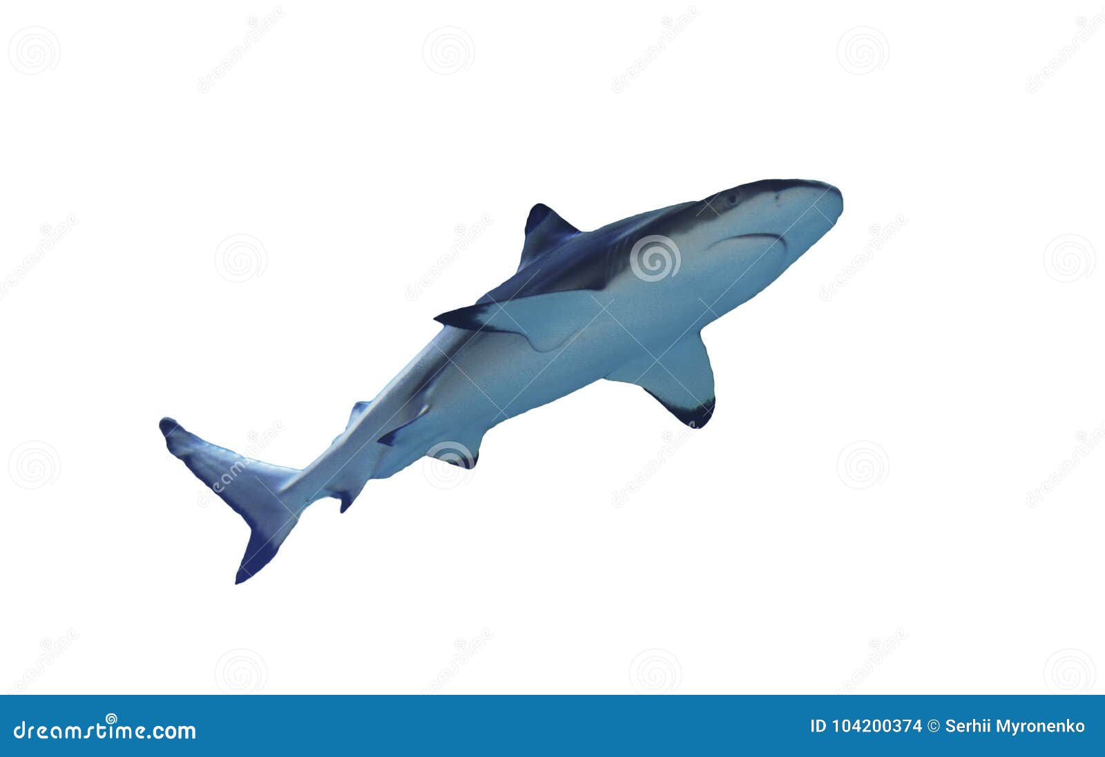 Shark Full Size Isolated on White Stock Photo - Image of deep, blue ...