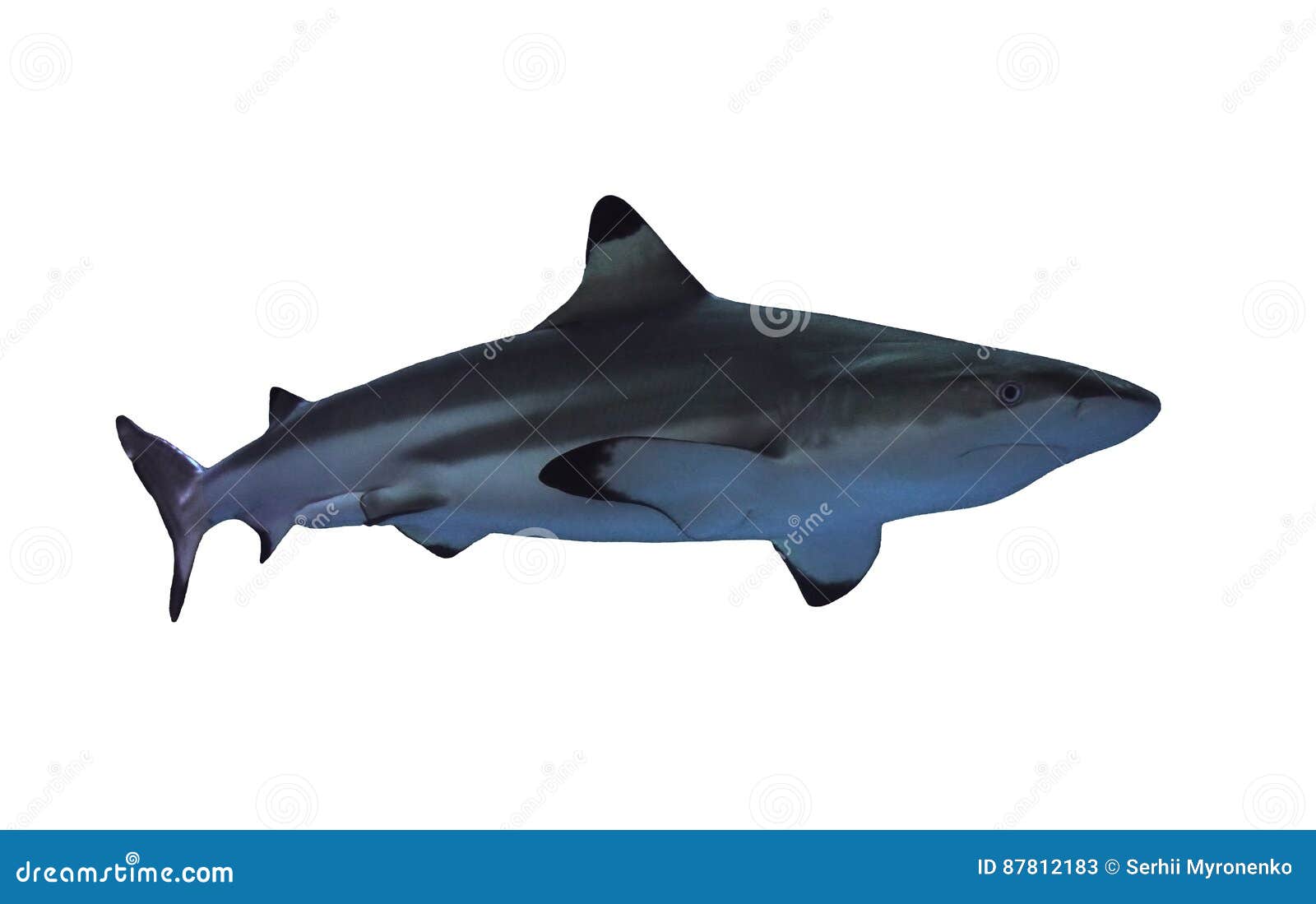 Shark Full Size Isolated on White Stock Image - Image of danger ...