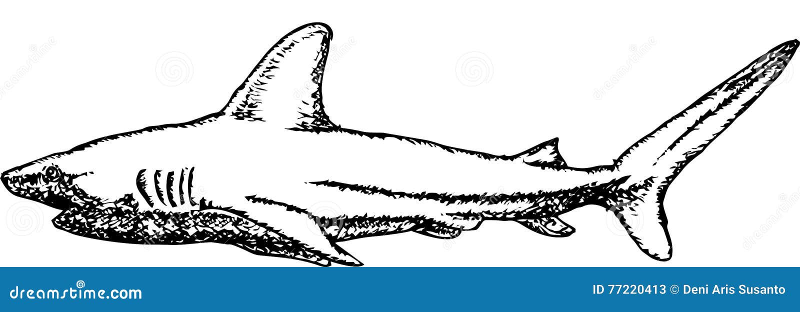 Shark Hand drawn sketching stock vector. Illustration of freehand ...