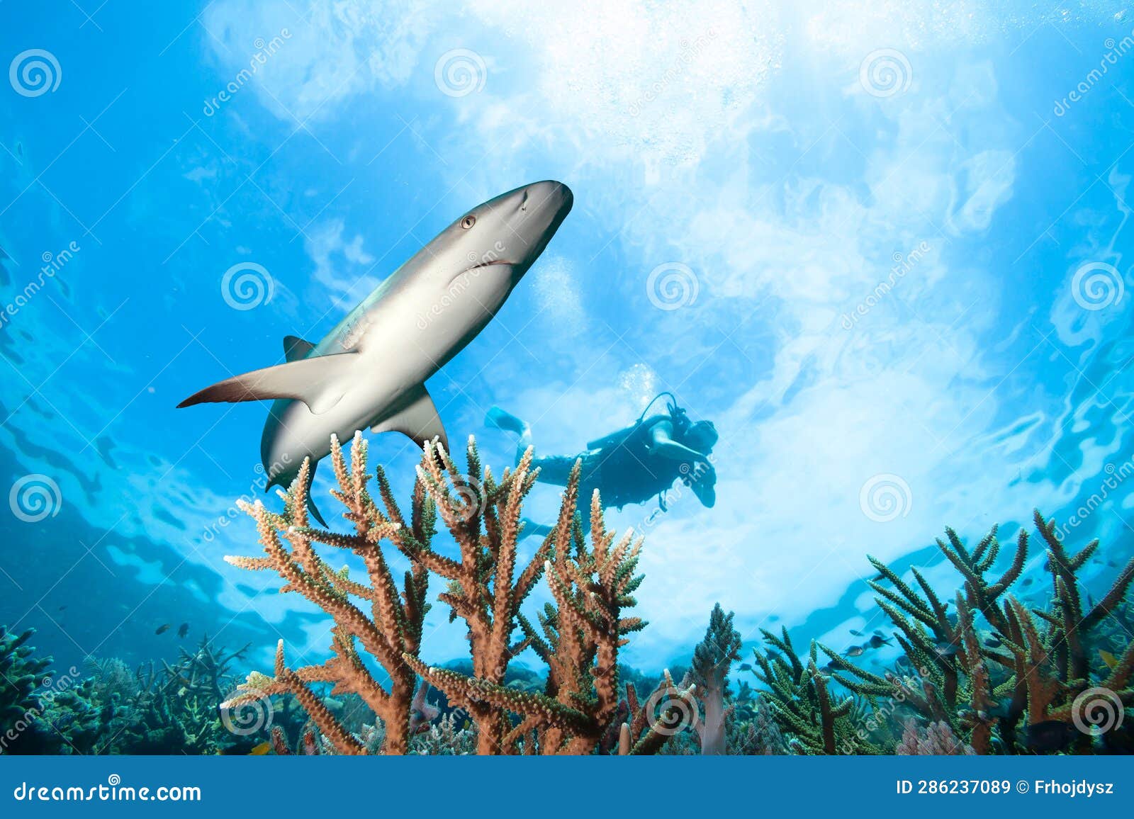 Shark, Hard Corals and Silhouette of Diver. Stock Image - Image of fish ...
