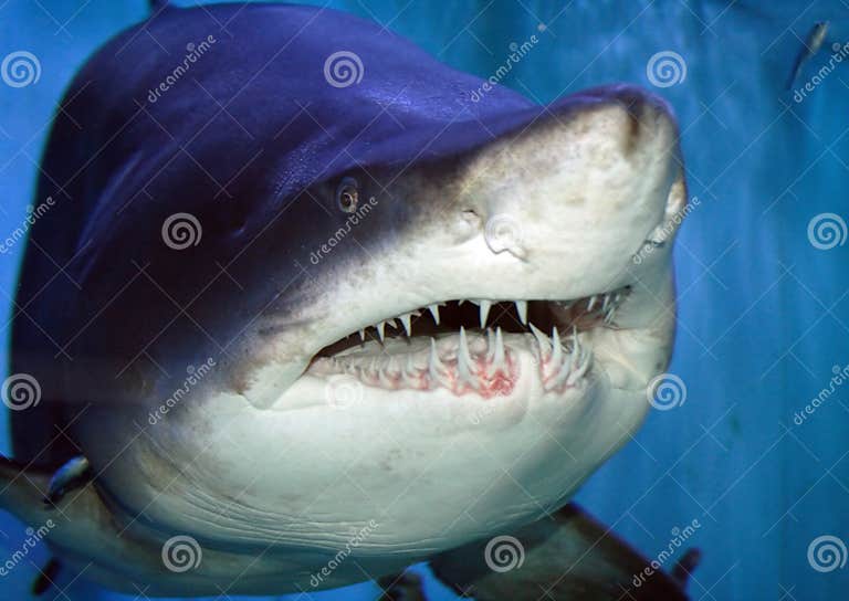 Shark head stock photo. Image of sharpness, swimming, speed - 7804704