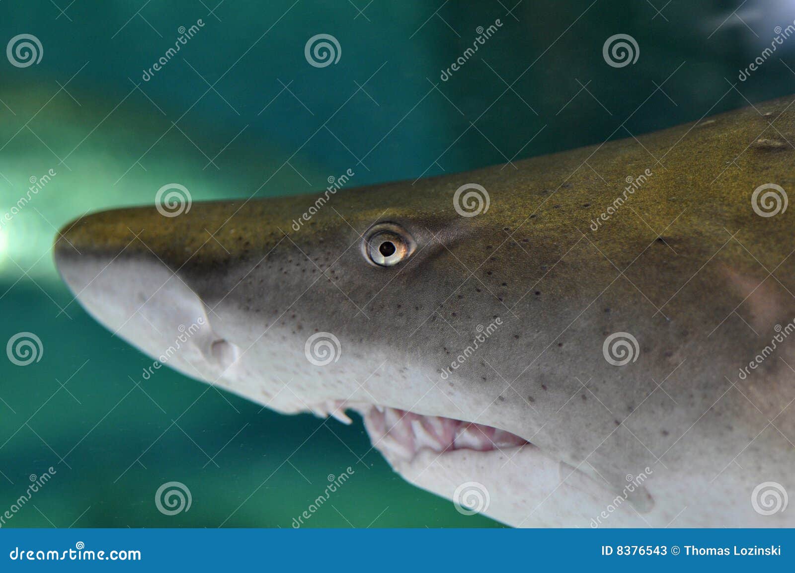 Shark head stock image. Image of hunter, aquarium, sharp - 8376543