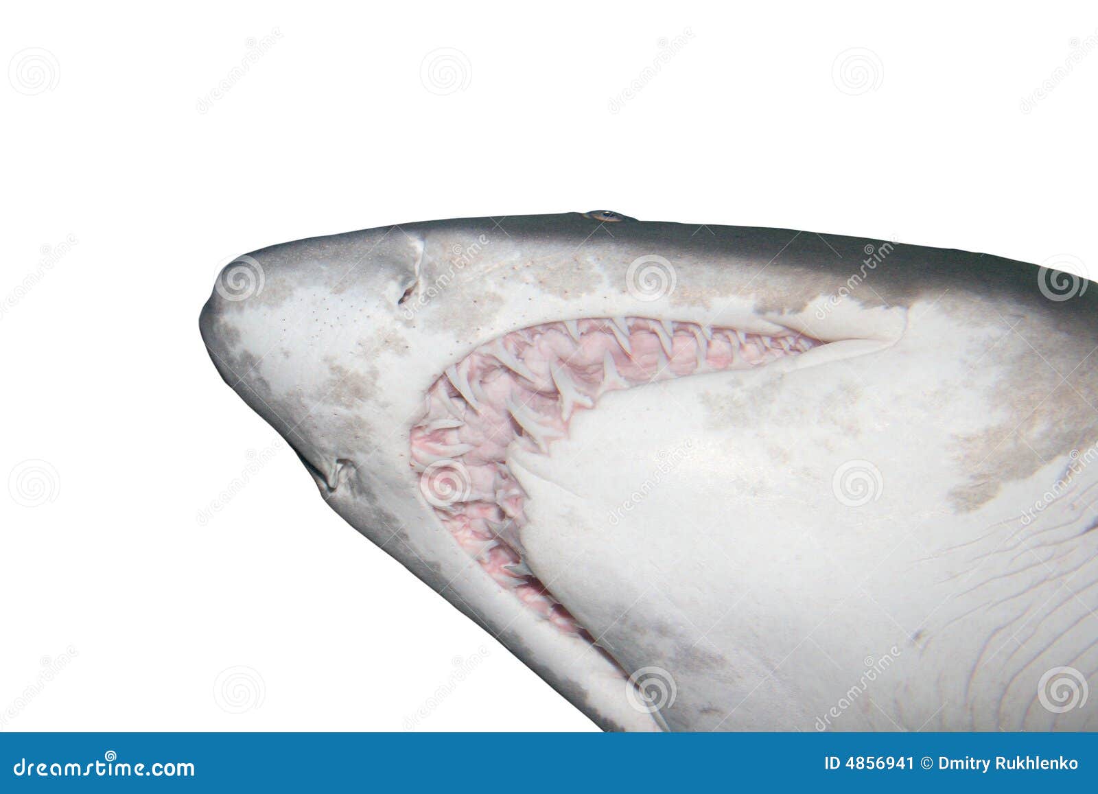 Shark Head Model Isolated On White Background With Clipping Pat Royalty ...