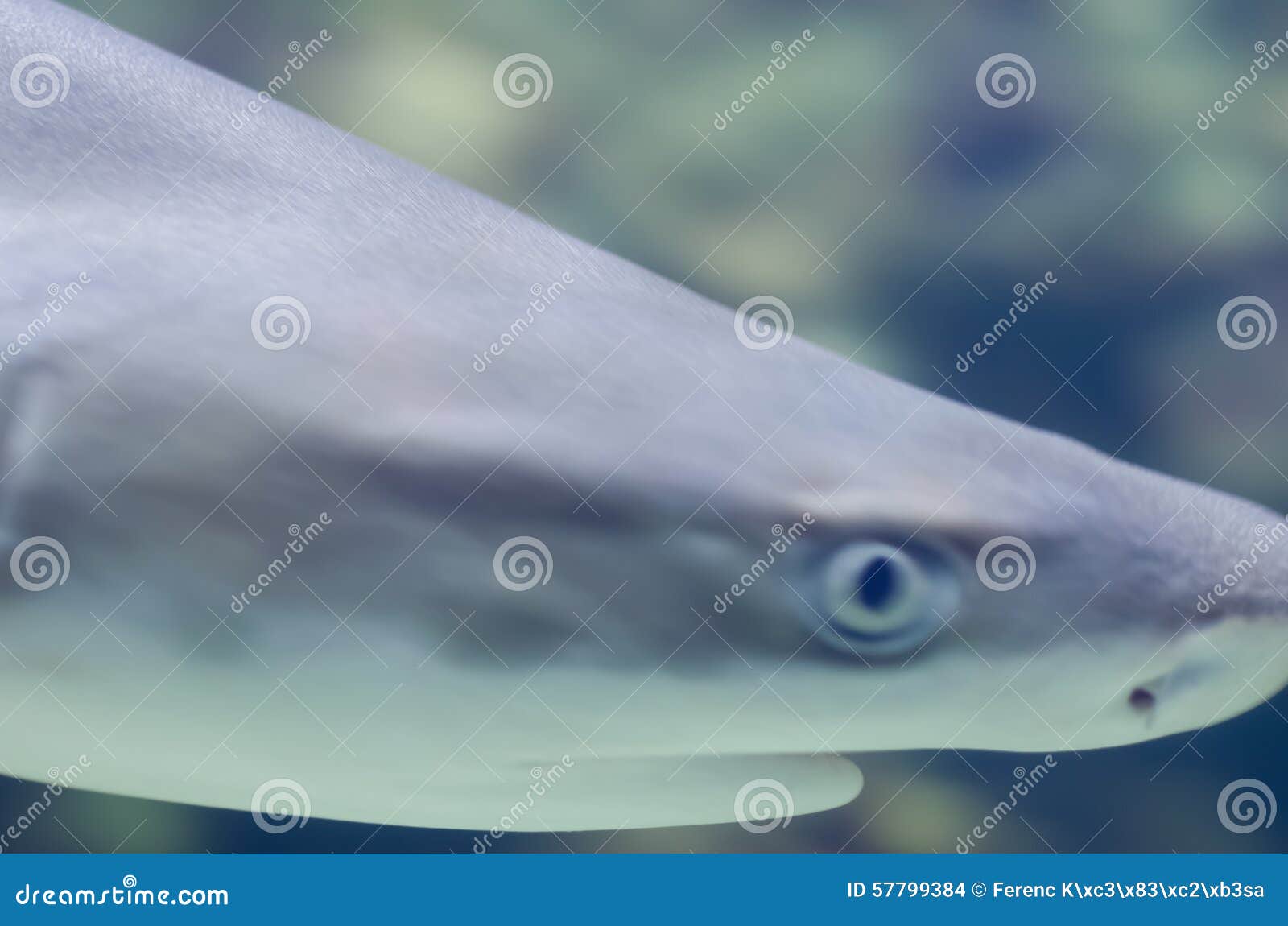 Shark Head Closeup stock photo. Image of nose, head, closeup - 57799384