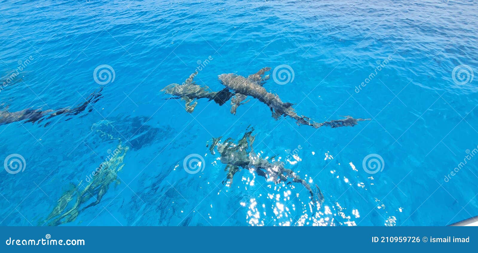 Shark heaven in Maldives stock photo. Image of wave - 210959726