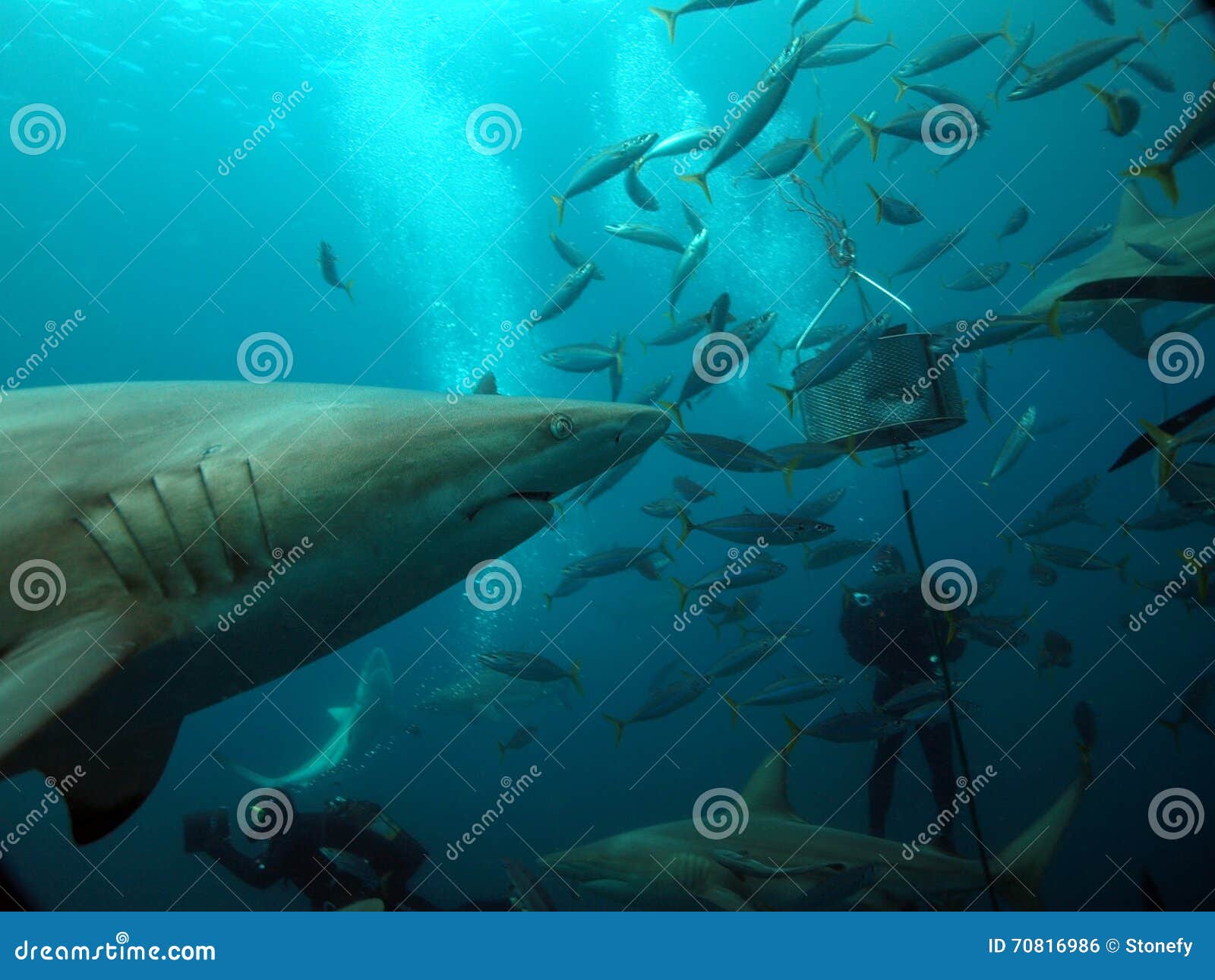Shark hunting fish stock photo. Image of floating, plenty - 70816986