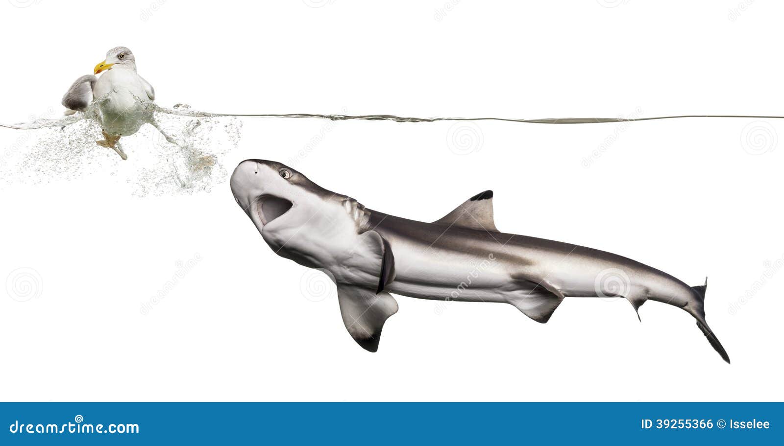 Shark hunting a Gull stock photo. Image of pursue, hunt - 39255366