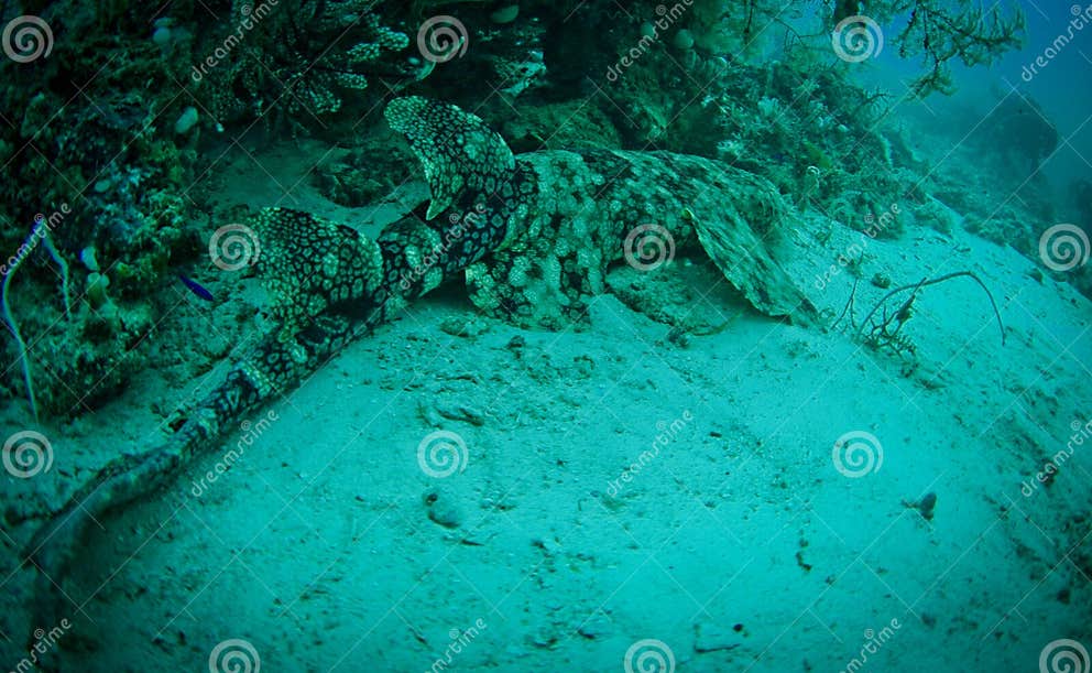 Shark hunting a pray stock image. Image of wobbegone - 19912377