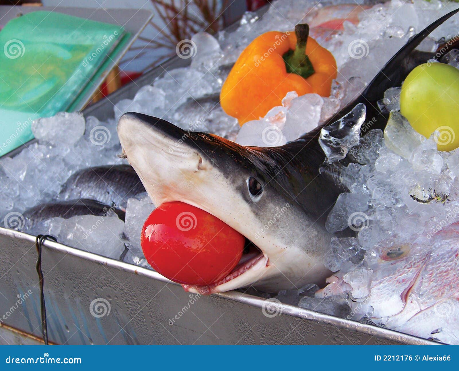 Shark in ice stock photo. Image of restaurant, pepper - 2212176