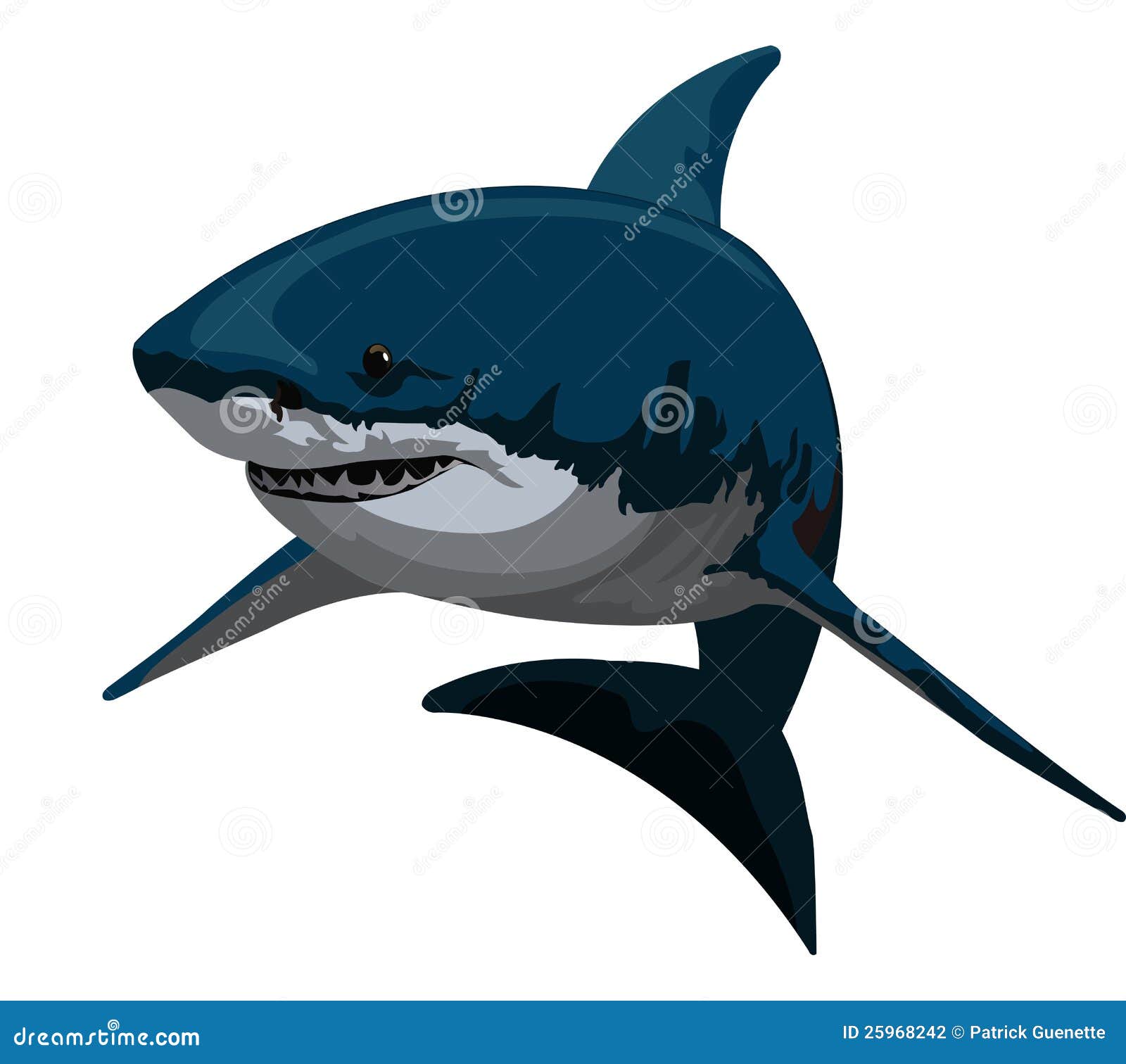 Shark, illustration stock vector. Illustration of orectolobiformes ...