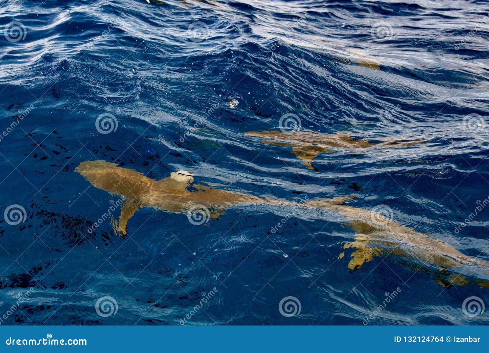 Shark infested sea stock photo. Image of nature, water - 132124764
