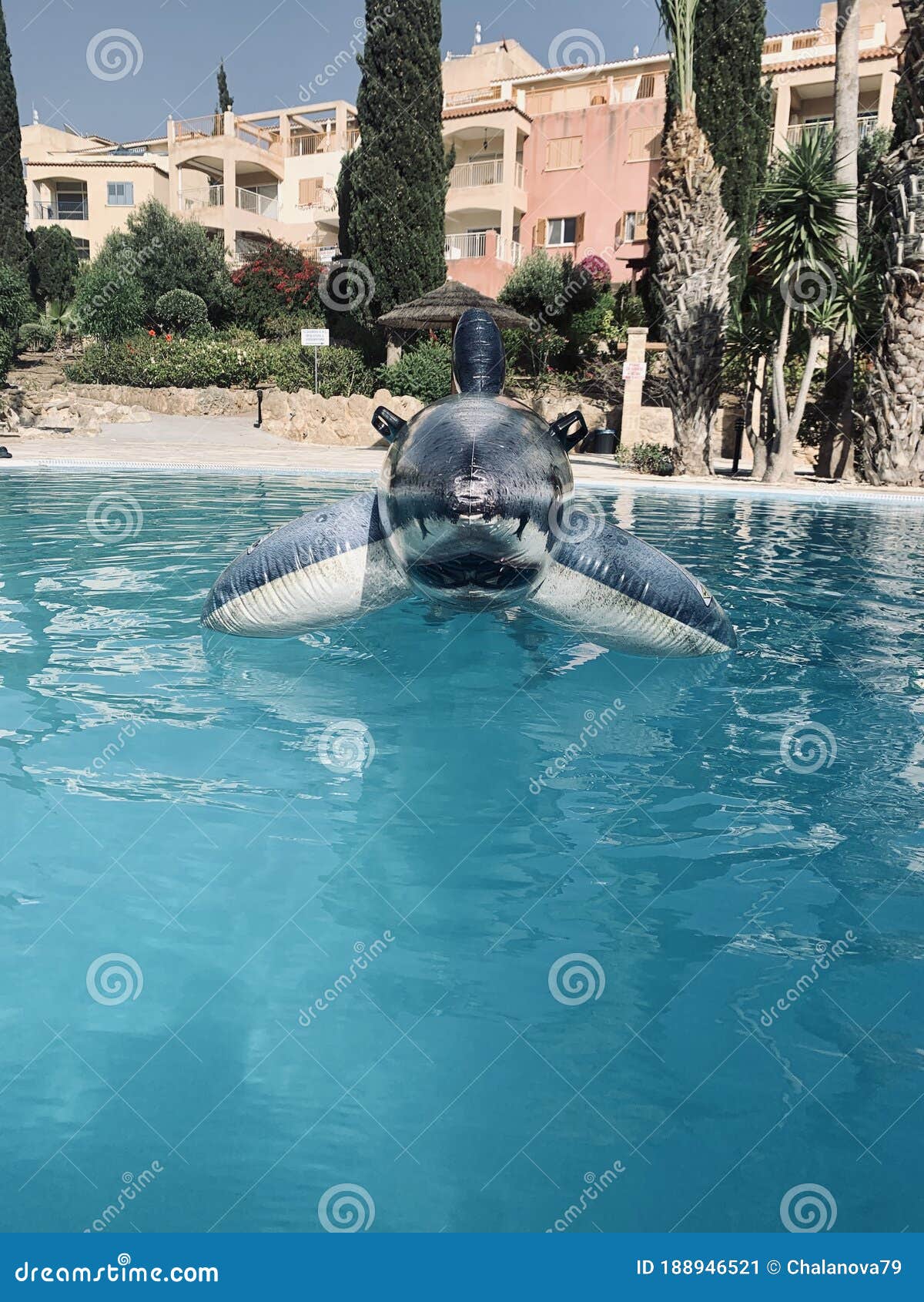 Shark Inflatable in Swimming Pool Stock Image - Image of outdoors ...
