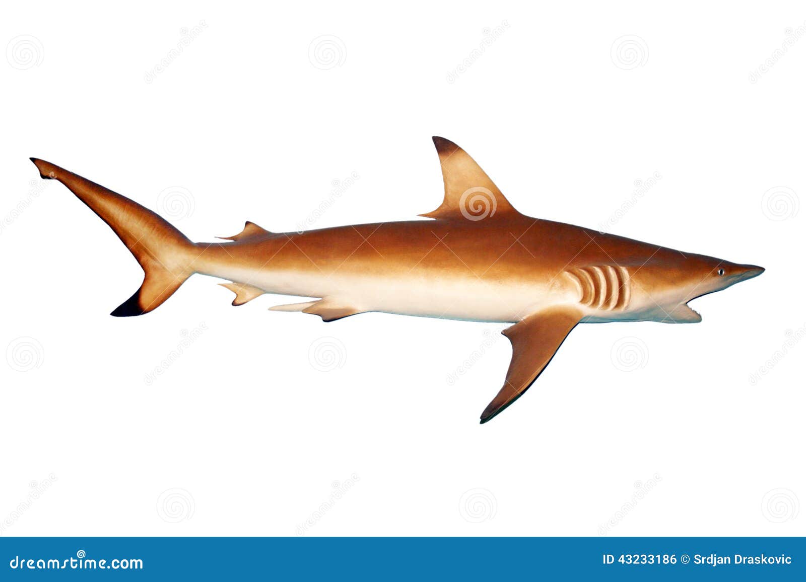 Shark stock photo. Image of species, animal, swim, nature - 43233186