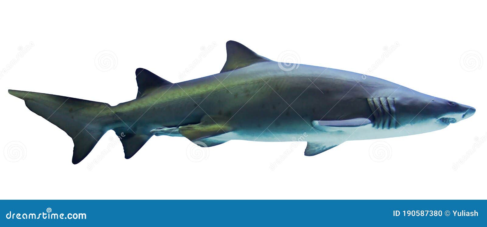 Shark Isolated On White Background. Beautiful Toothy Predator ...