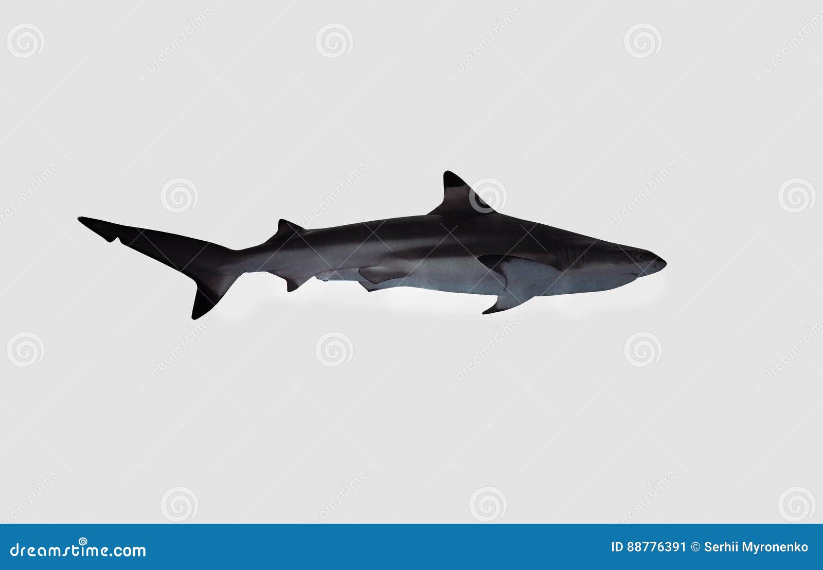 Shark Isolated at White View from Right Side Stock Image - Image of ...