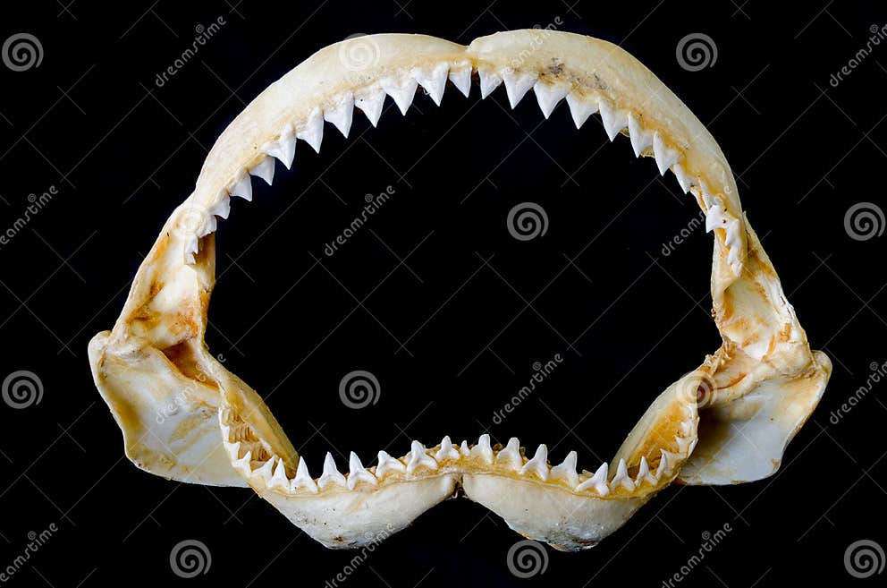 Shark Jaw Bone stock image. Image of tooth, animal, bone - 38761557