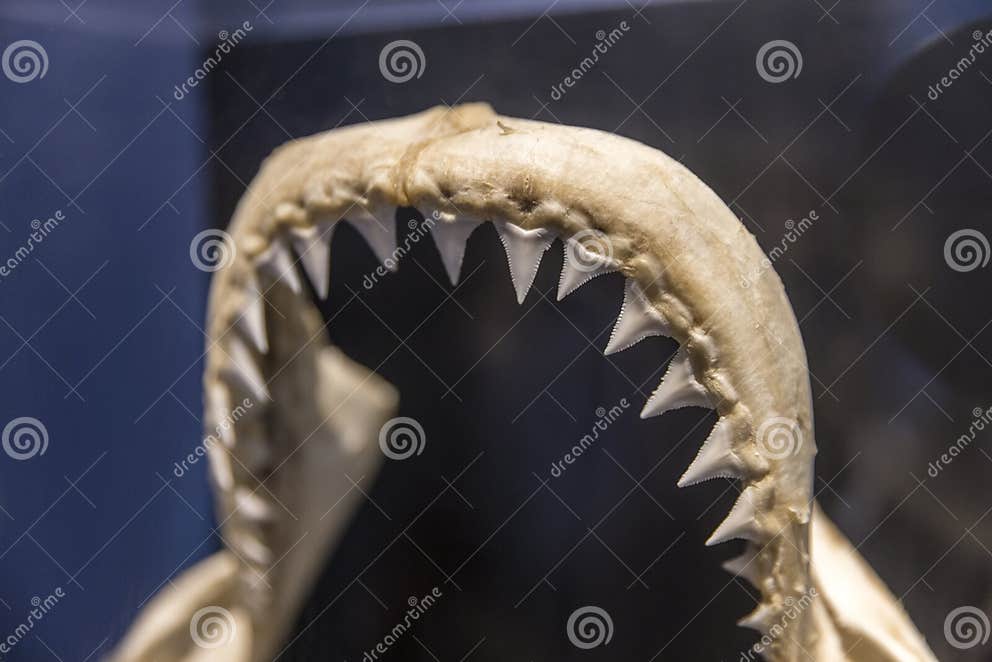 Shark Jaw Specimen Filled with Sharp Rows of Teeth Stock Photo - Image ...