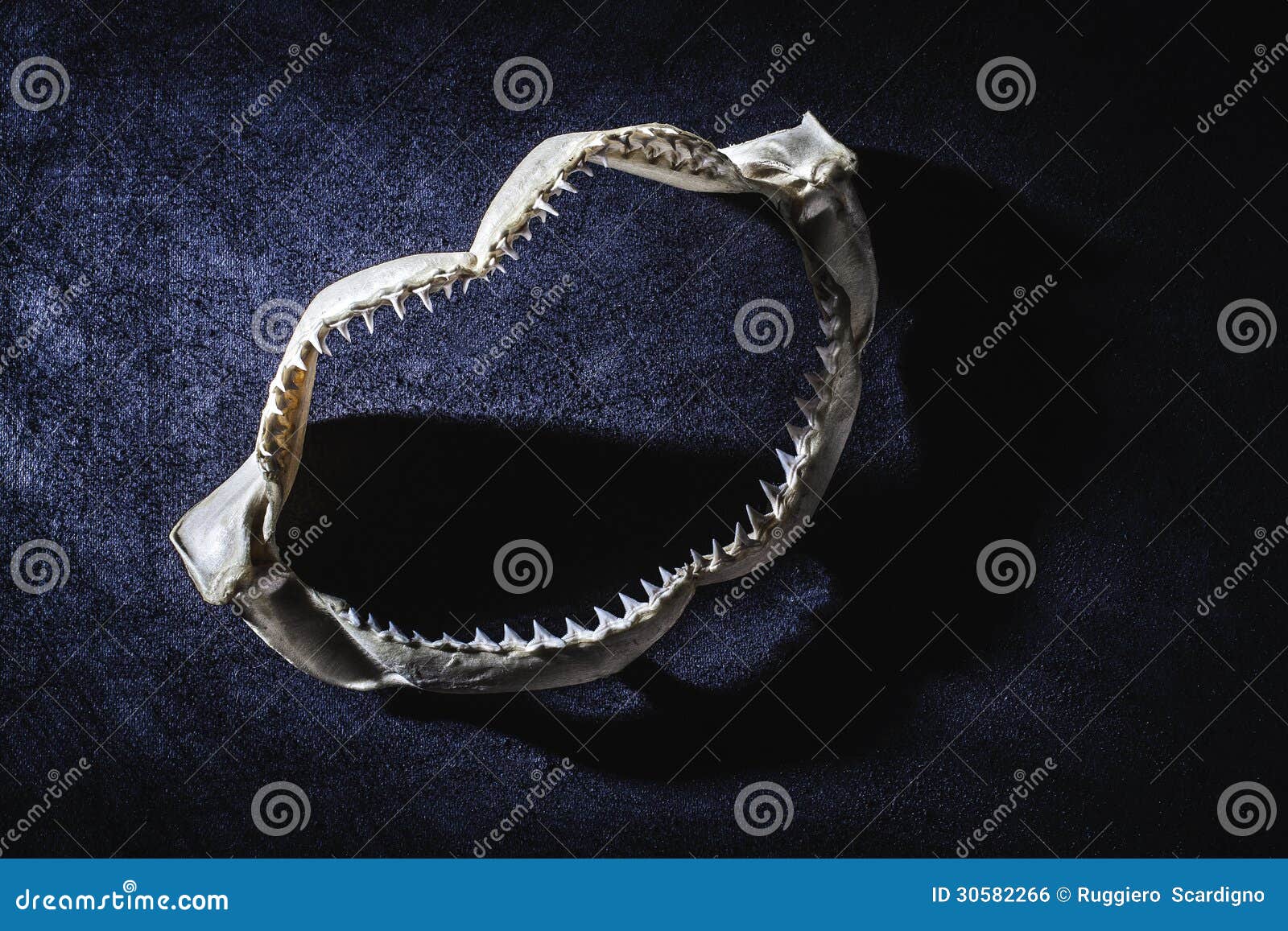 Shark jaw with teeth stock photo. Image of fish, mouth - 30582266