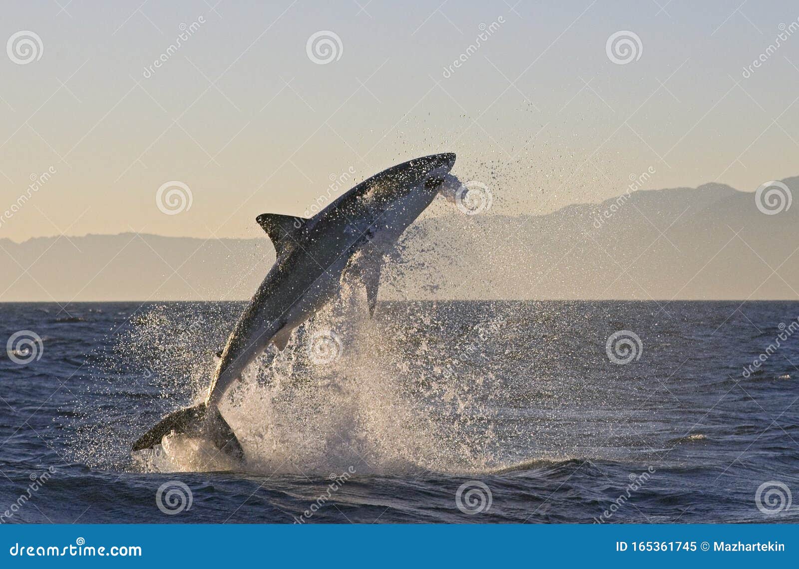 Shark Leaping Out of the Water in the High Seas of Australia Stock ...