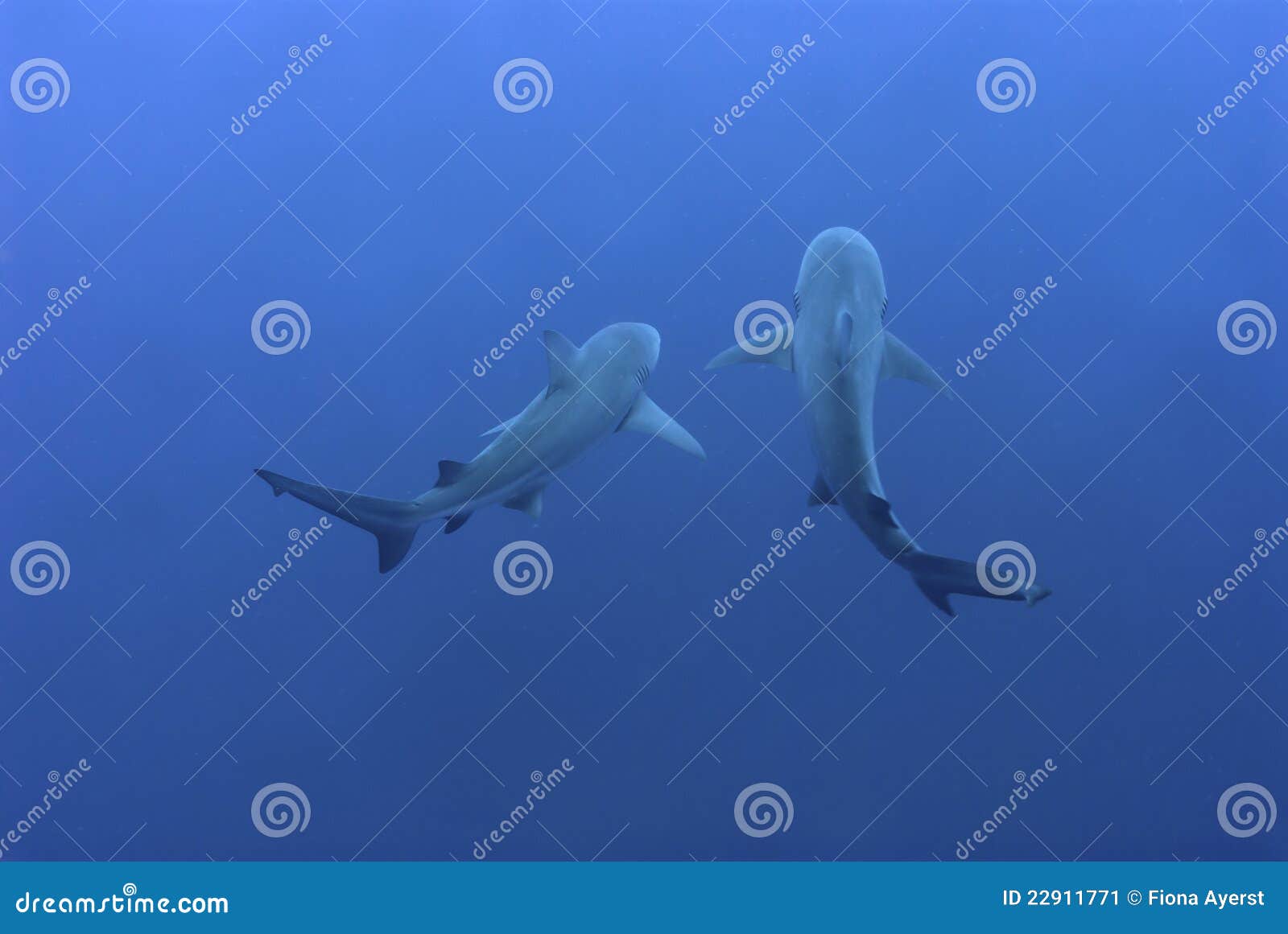 Shark mates stock image. Image of shark, sharks, indian - 22911771
