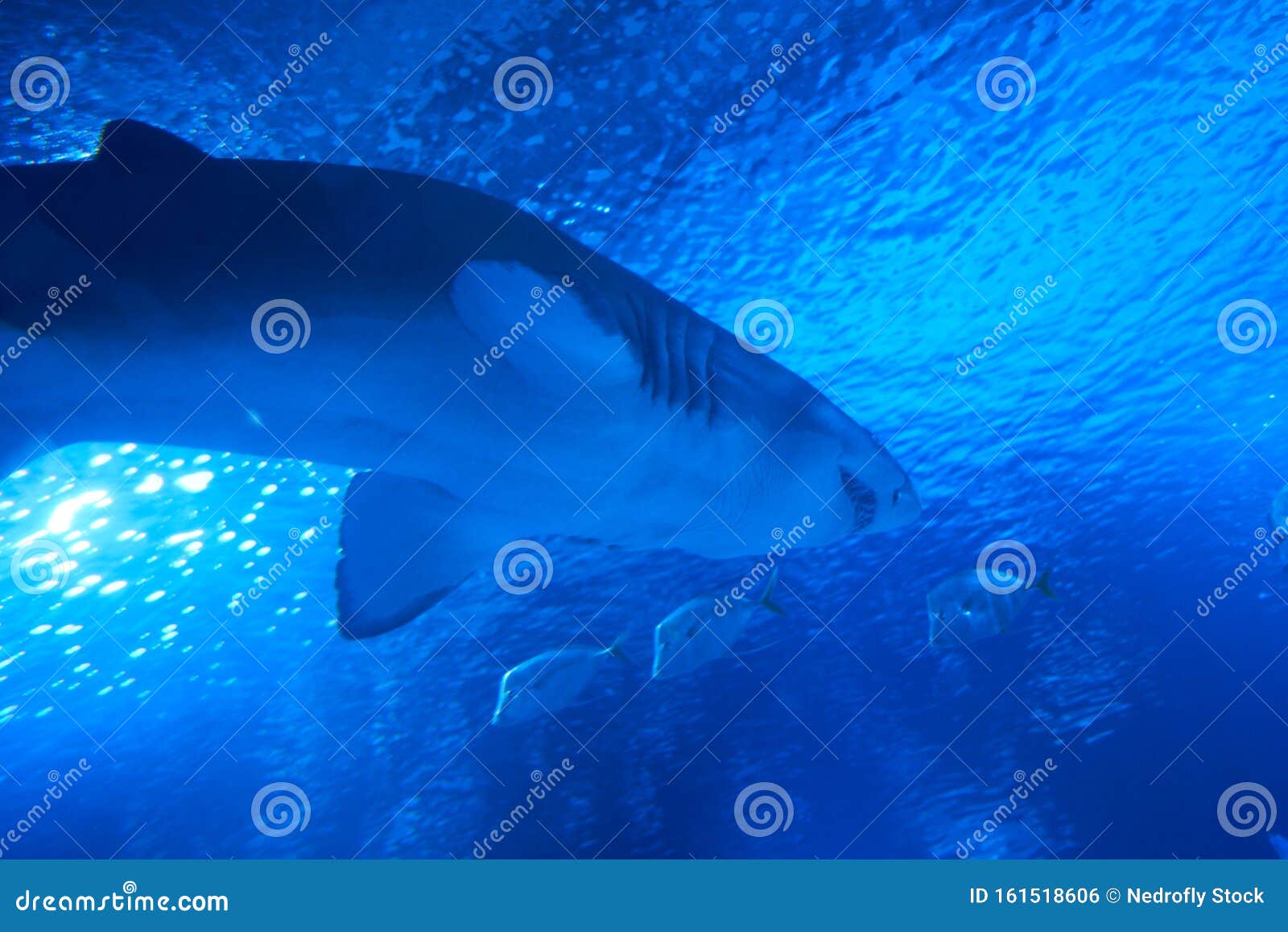 Shark with More Fish Inside an Aquarium Stock Photo - Image of ...