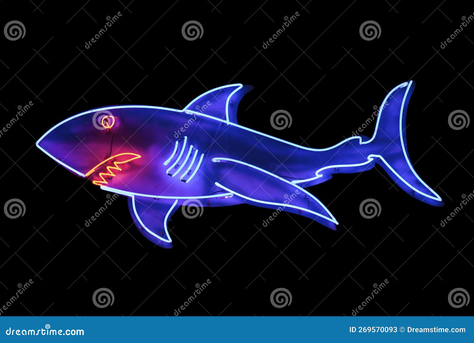 Shark - Neon light stock image. Image of oldfashioned - 269570093